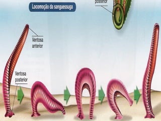 Filo anelídeos 01 características e anatomia | PPT