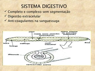 Filo anelídeos 01 características e anatomia | PPT