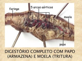 Filo anelídeos 01 características e anatomia | PPT