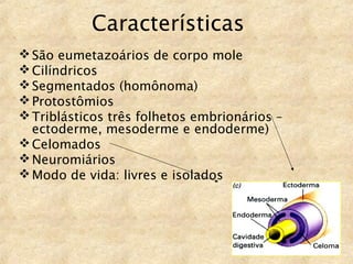 Filo anelídeos 01 características e anatomia | PPT