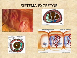 Filo anelídeos 01 características e anatomia | PPT