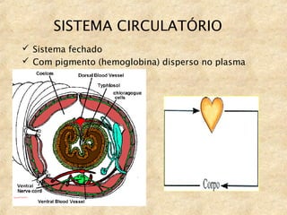 Filo anelídeos 01 características e anatomia | PPT