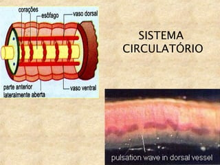 Filo anelídeos 01 características e anatomia | PPT