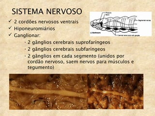 Filo anelídeos 01 características e anatomia | PPT