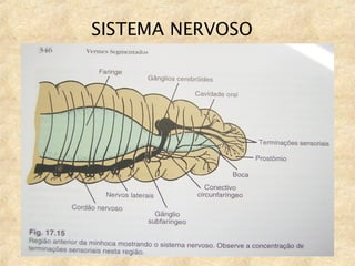Filo anelídeos 01 características e anatomia | PPT