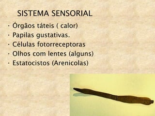 Filo anelídeos 01 características e anatomia | PPT