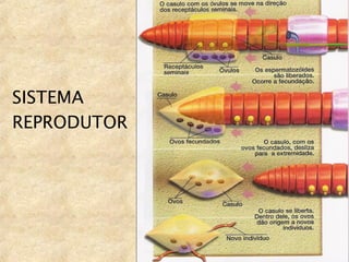 Filo anelídeos 01 características e anatomia | PPT
