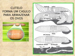Filo anelídeos 01 características e anatomia | PPT