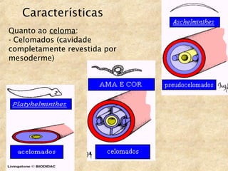 Filo anelídeos 01 características e anatomia | PPT