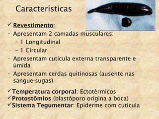 Filo anelídeos 01 características e anatomia | PPT