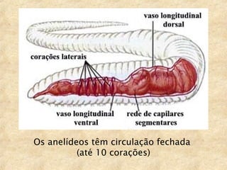 Filo anelídeos 01 características e anatomia | PPT