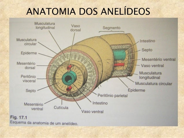 Filo anelídeos 01 características e anatomia
