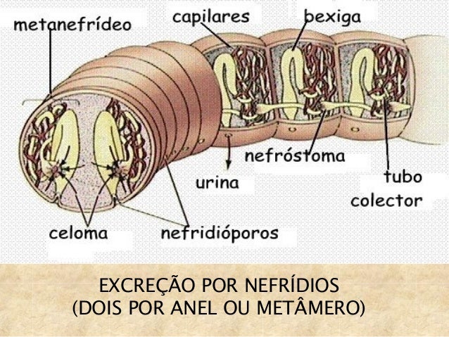 Filo anelídeos 01 características e anatomia