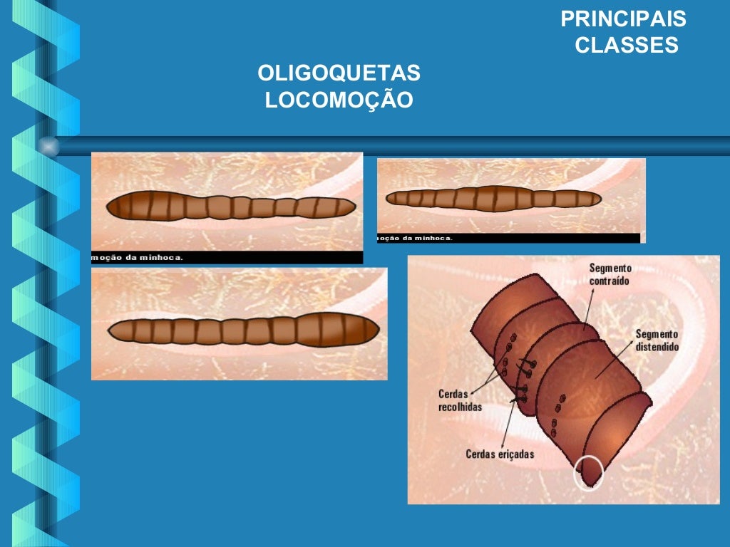 Filo anelídeos 02 classificação - oligoquetas