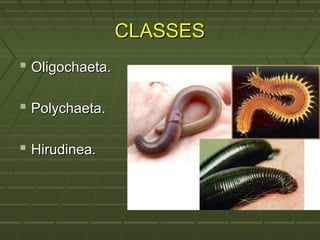 Filo annelida | PPT