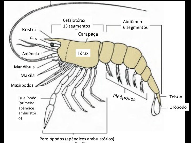Filo arthropoda crustacea