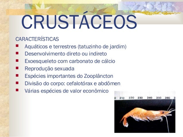 Crustaceos Caracteristicas