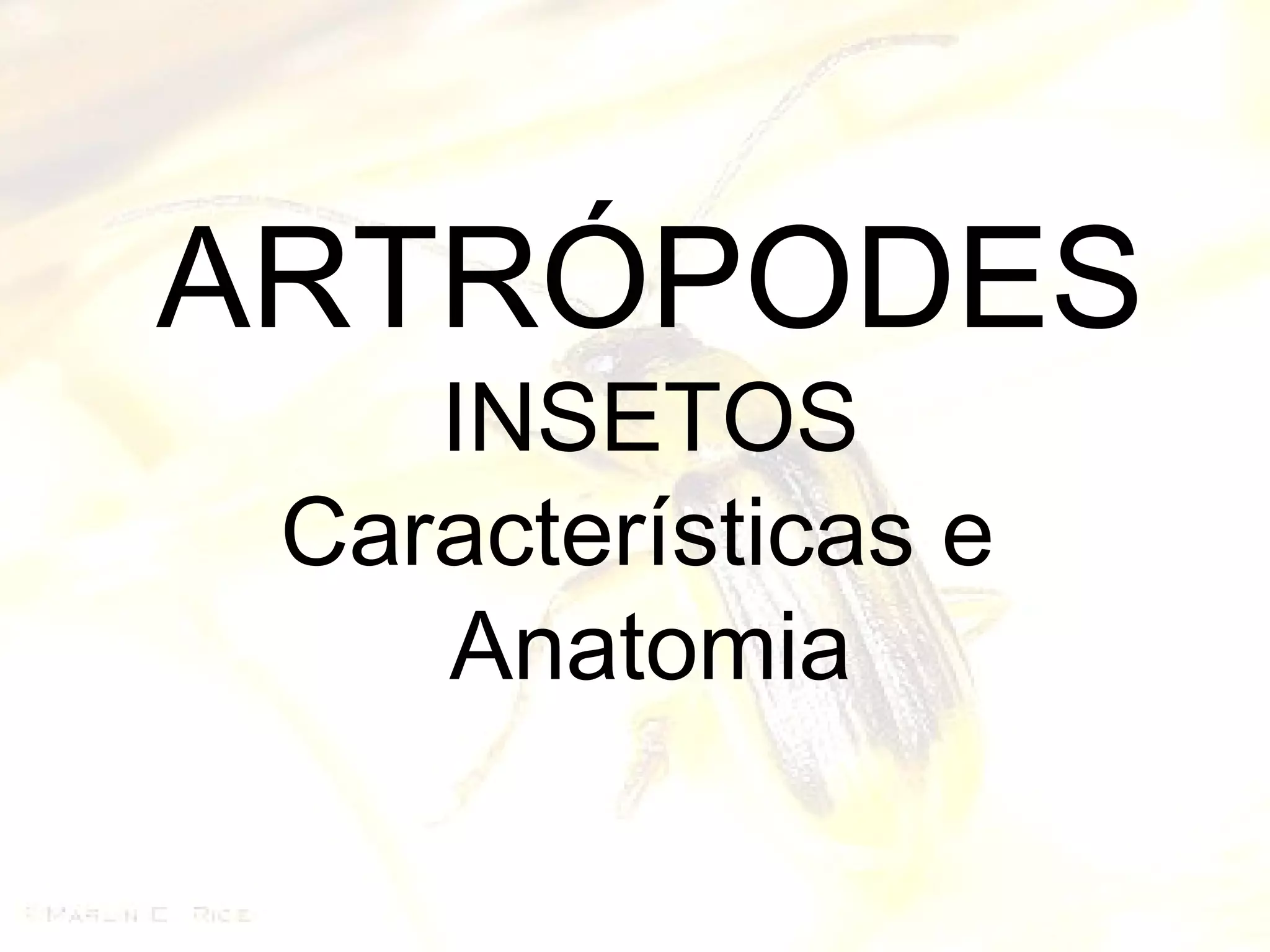 Filo artrópodes 03 insetos - características e anatomia | PPT