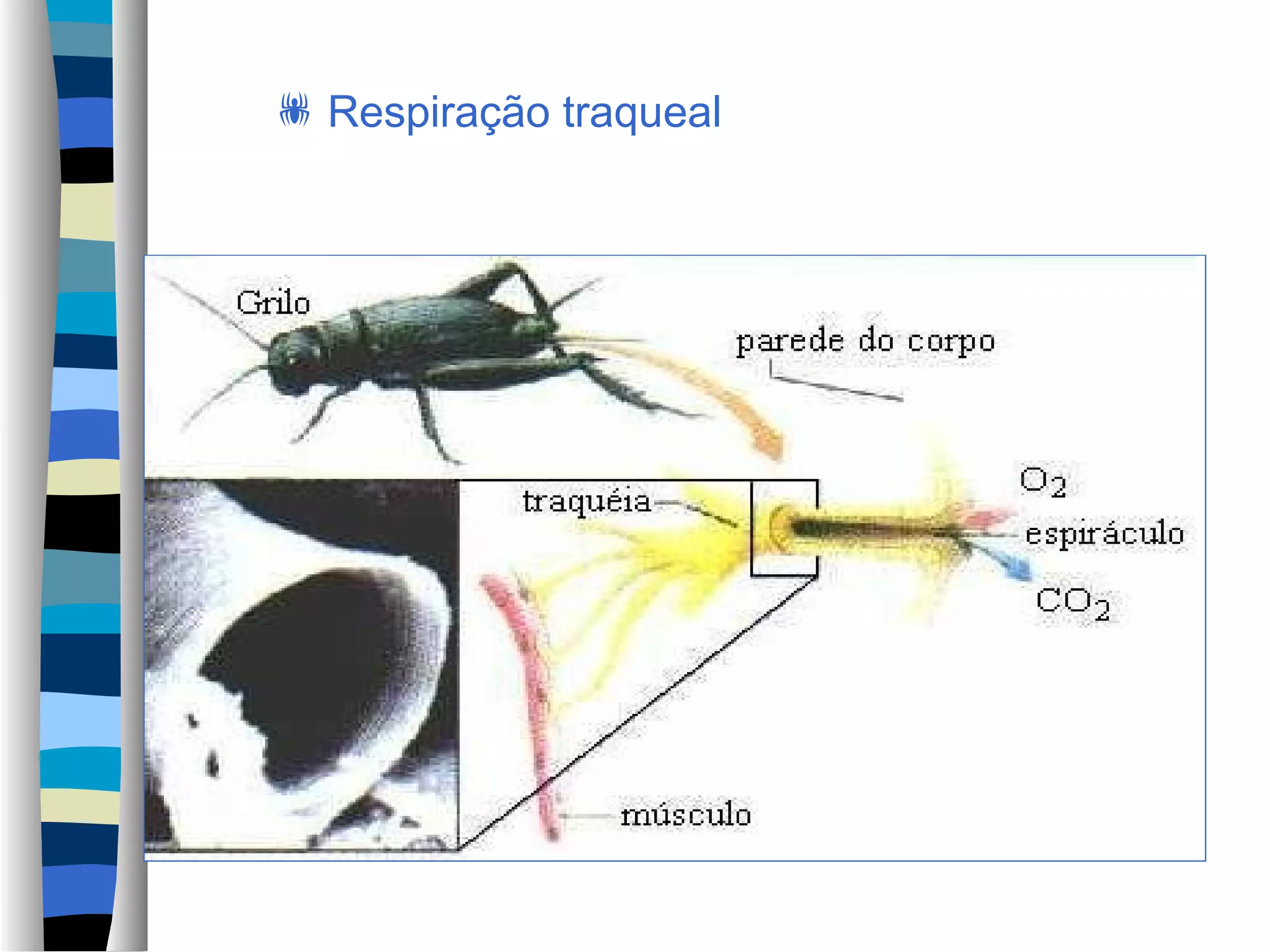 Filo artrópodes 03 insetos - características e anatomia | PPT