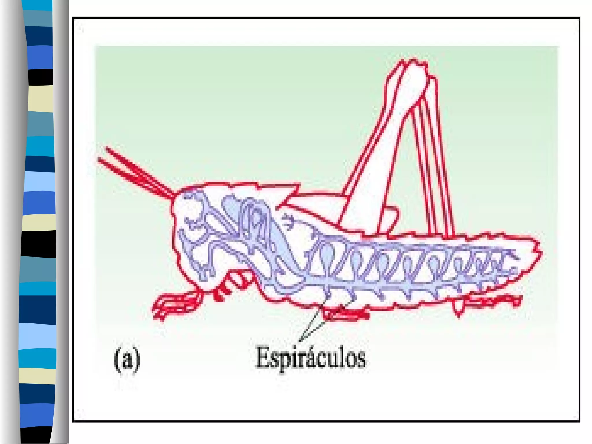 Filo artrópodes 03 insetos - características e anatomia | PPT