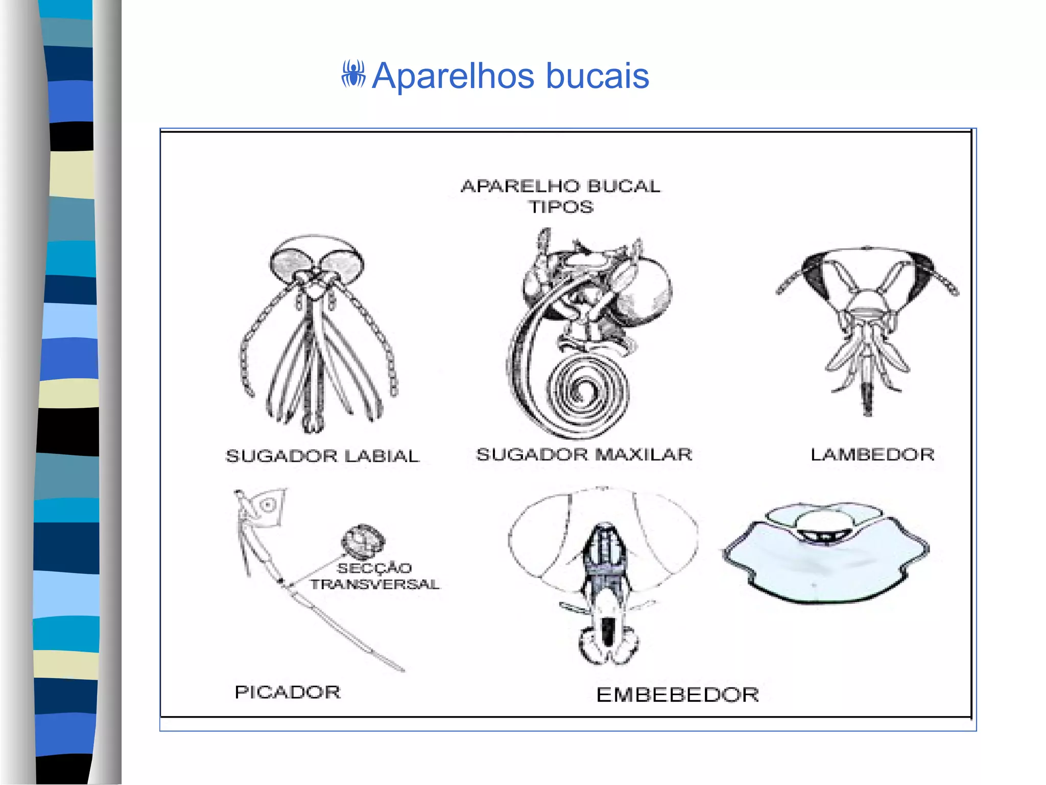 Filo artrópodes 03 insetos - características e anatomia | PPT