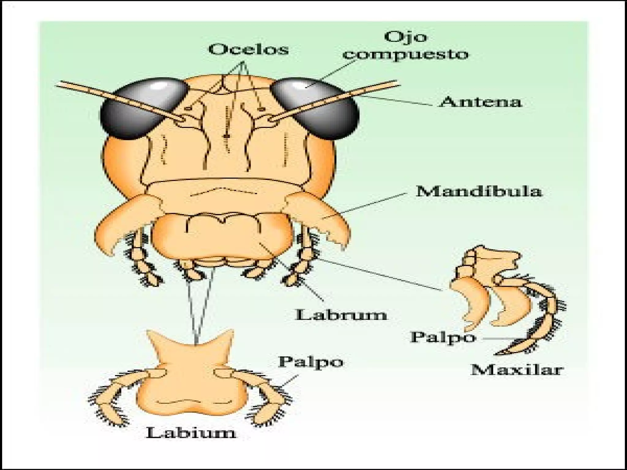 Filo artrópodes 03 insetos - características e anatomia | PPT