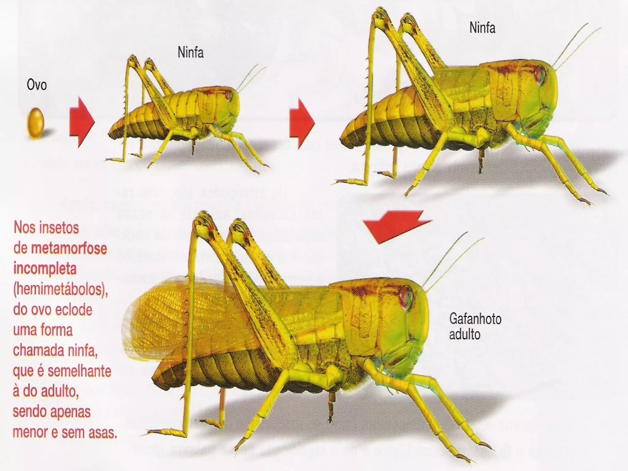 Filo artrópodes 03 insetos - características e anatomia | PPT