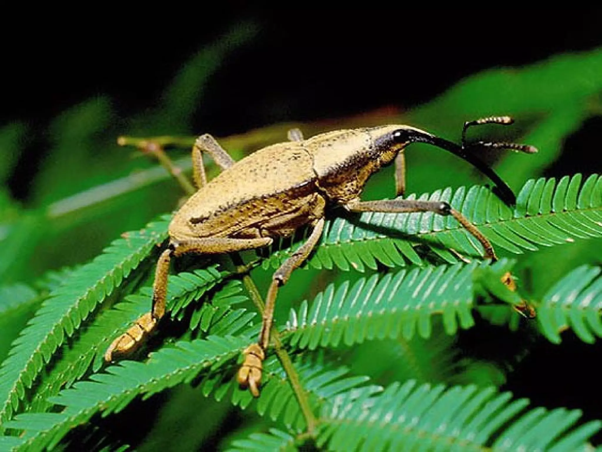 Filo artrópodes 03 insetos - características e anatomia | PPT