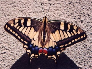 Filo artrópodes 03 insetos - características e anatomia | PPT