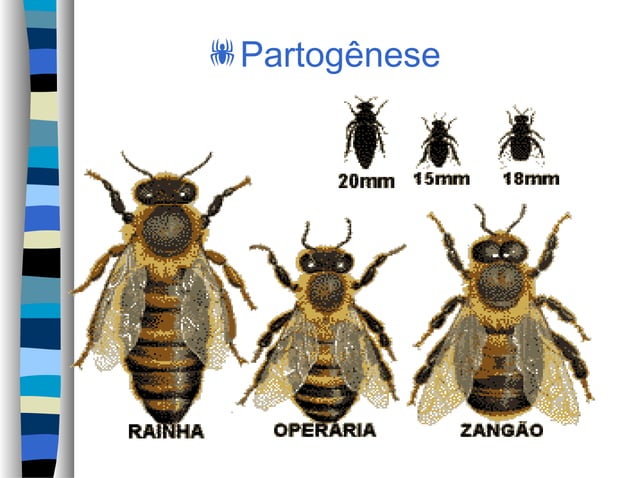 Filo artrópodes 03 insetos - características e anatomia | PPT