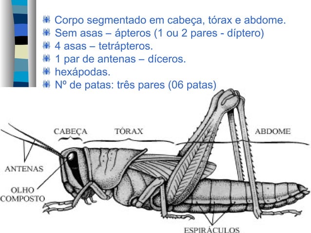 Filo artrópodes 03 insetos - características e anatomia | PPT