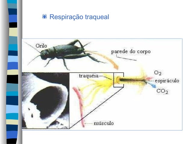 Filo artrópodes 03 insetos - características e anatomia