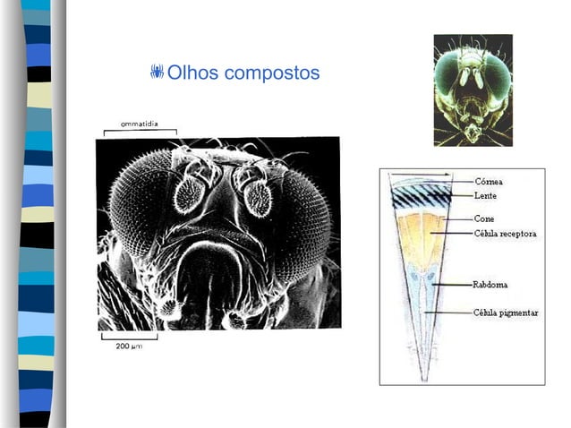 Filo artrópodes 03 insetos - características e anatomia