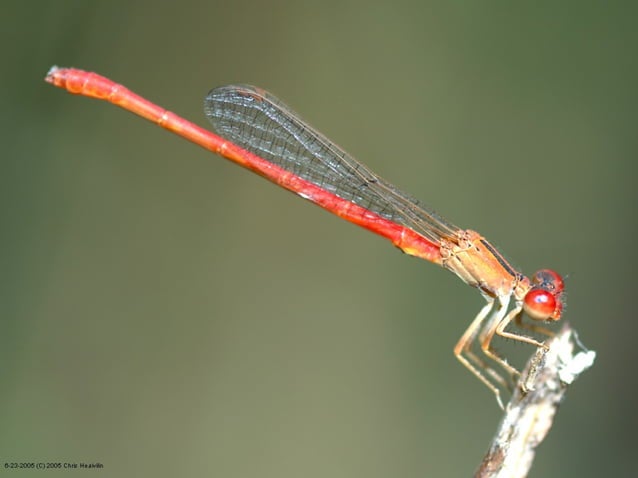 Filo artrópodes 03 insetos - características e anatomia