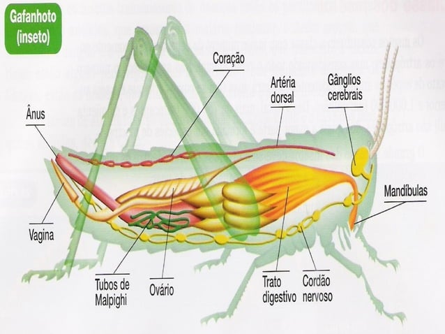 Filo artrópodes 03 insetos - características e anatomia
