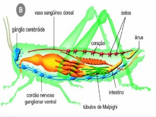 Filo artrópodes 03 insetos - características e anatomia