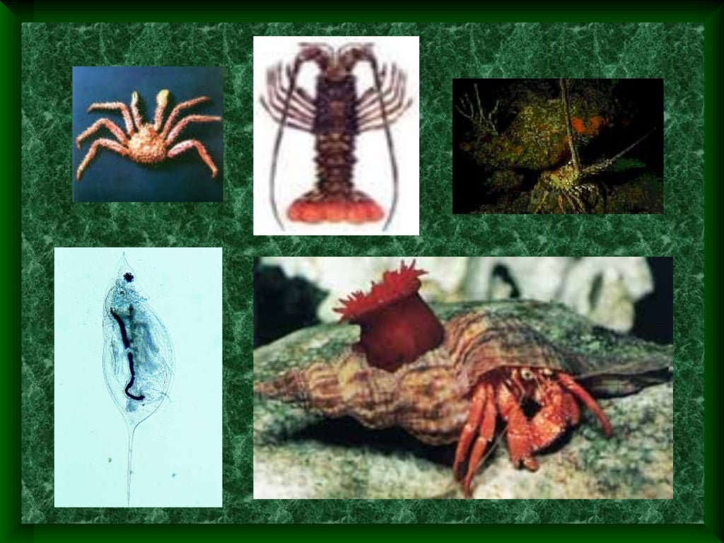 Crustaceos Caracteristicas