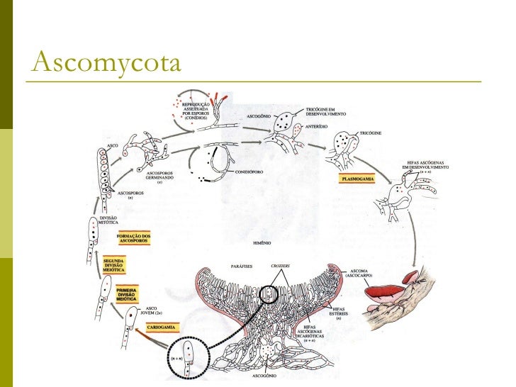 Filo ascomycota