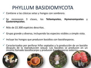 Basidiomicetos | PPT