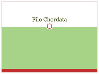 Filo chordata | PPT