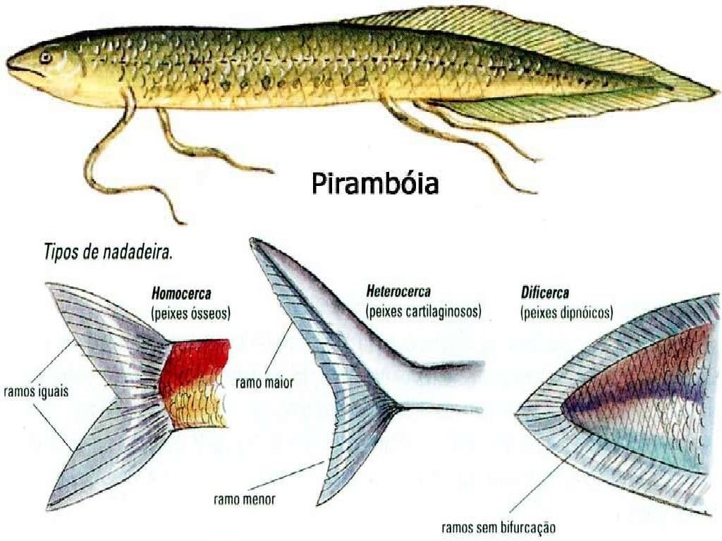 Filo chordata (cordados)