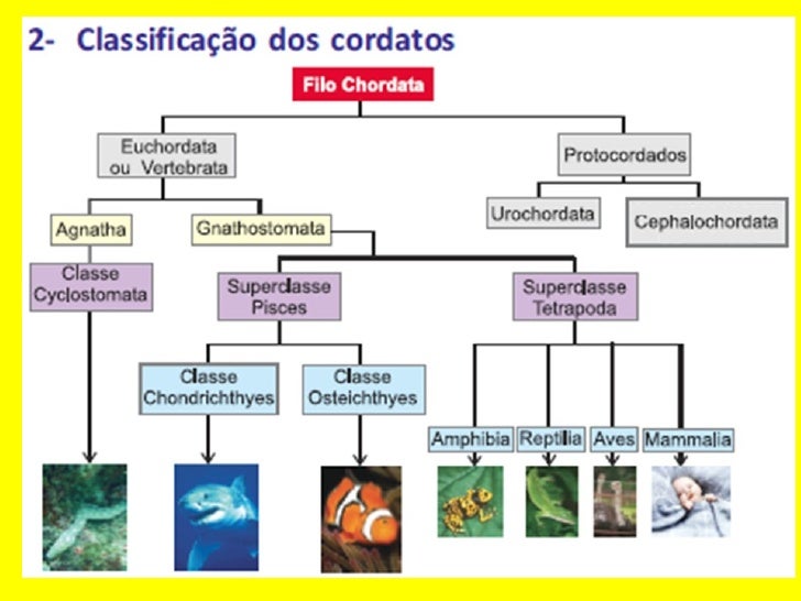Filo chordata (cordados)