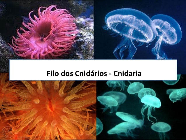 FILO CNIDARIA PDF