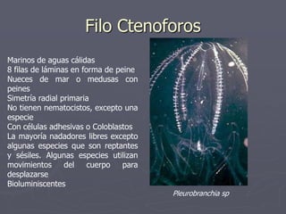 Filo cnidarios y ctenoforos 2013 | PPTX