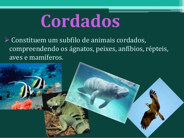 Animais Do Filo Cordata