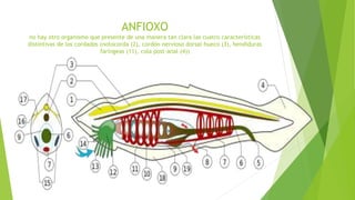 Filo cordados | PPTX