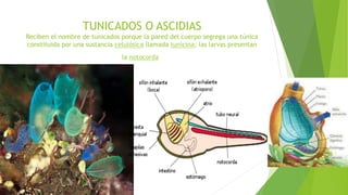 Filo cordados | PPTX
