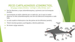 Filo cordados | PPTX