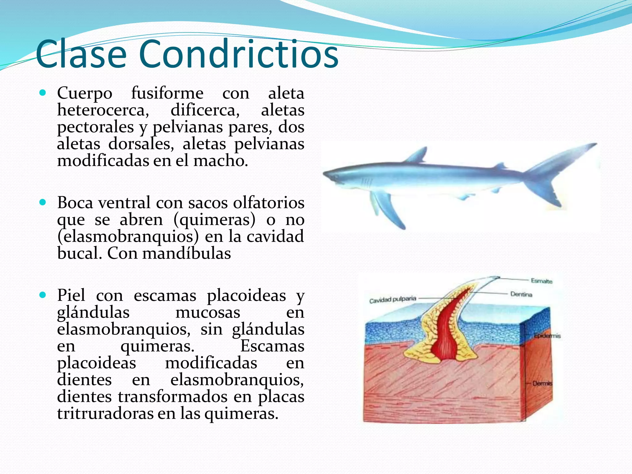 Filo cordados 2014 | PPTX