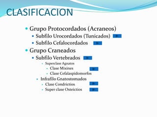 Filo cordados 2014 | PPTX